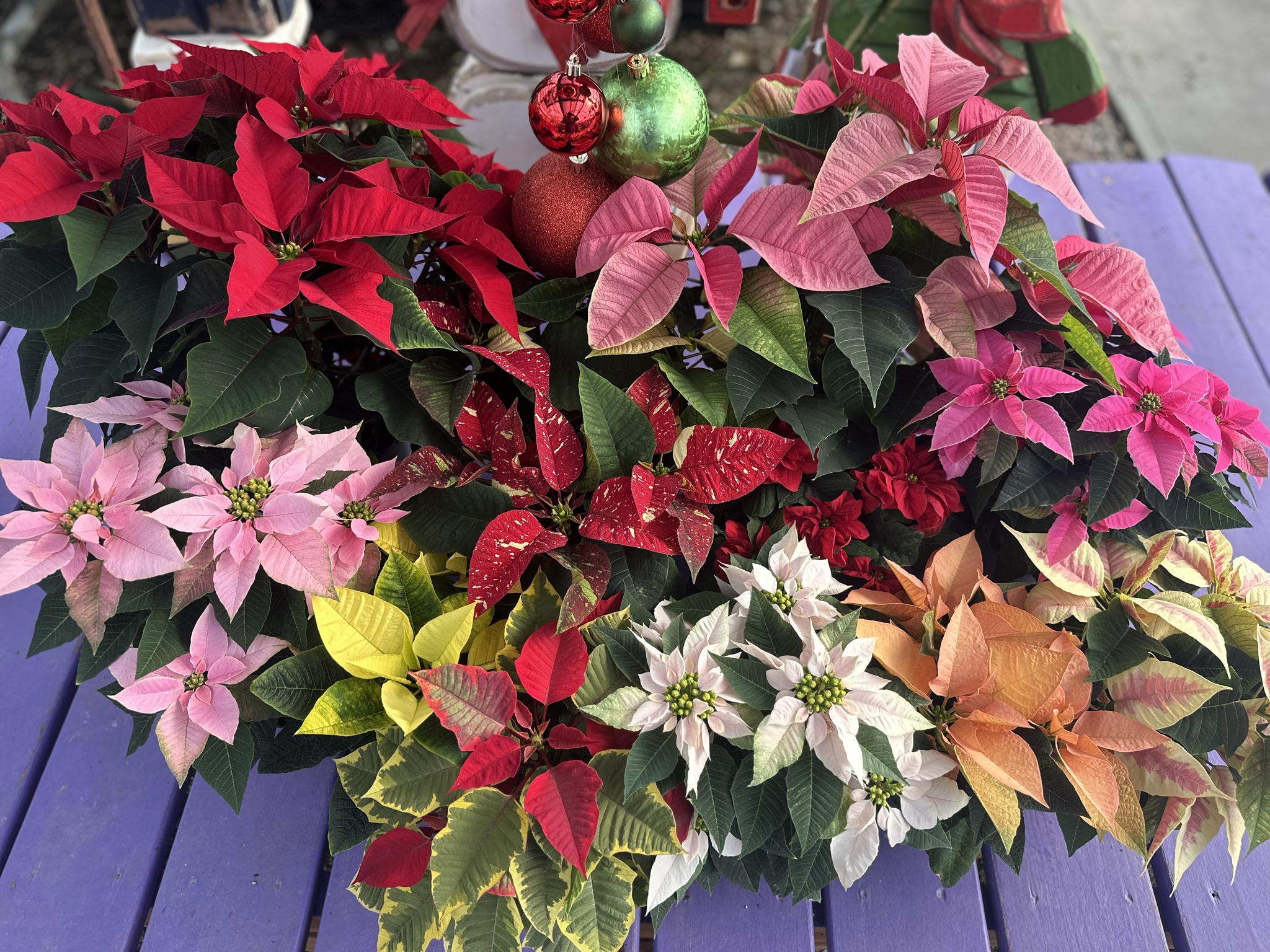 HOME - The Flower Bin
