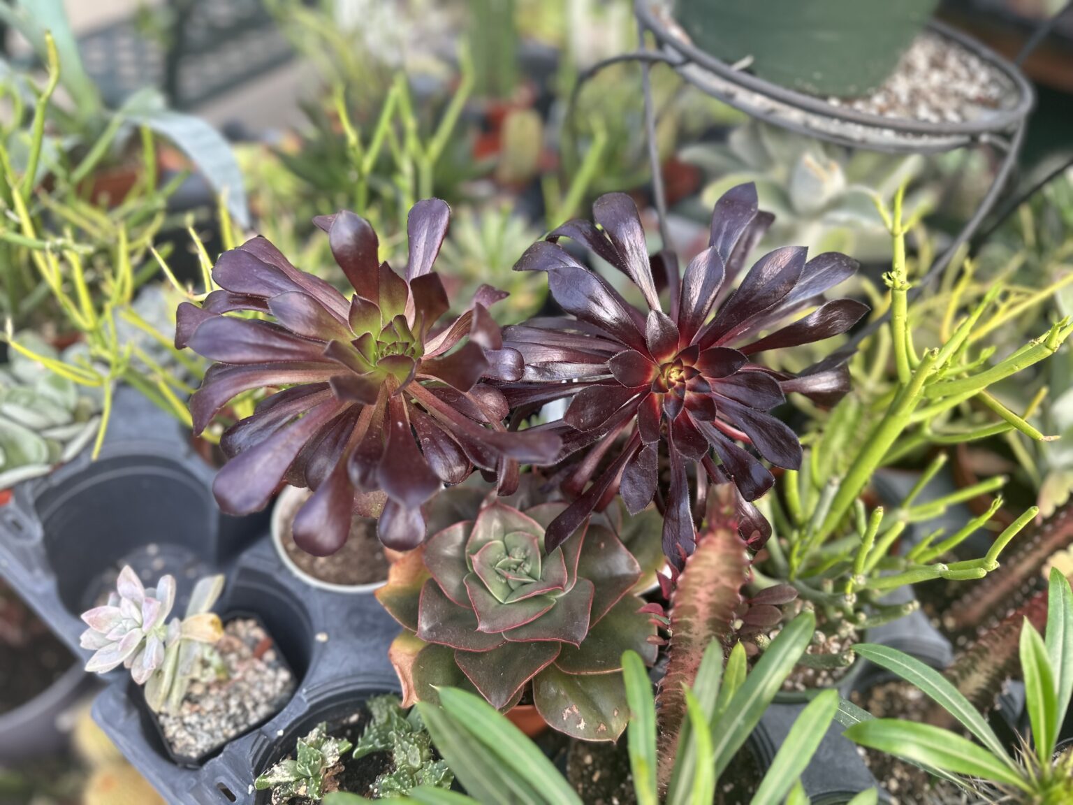 Plants - The Flower Bin