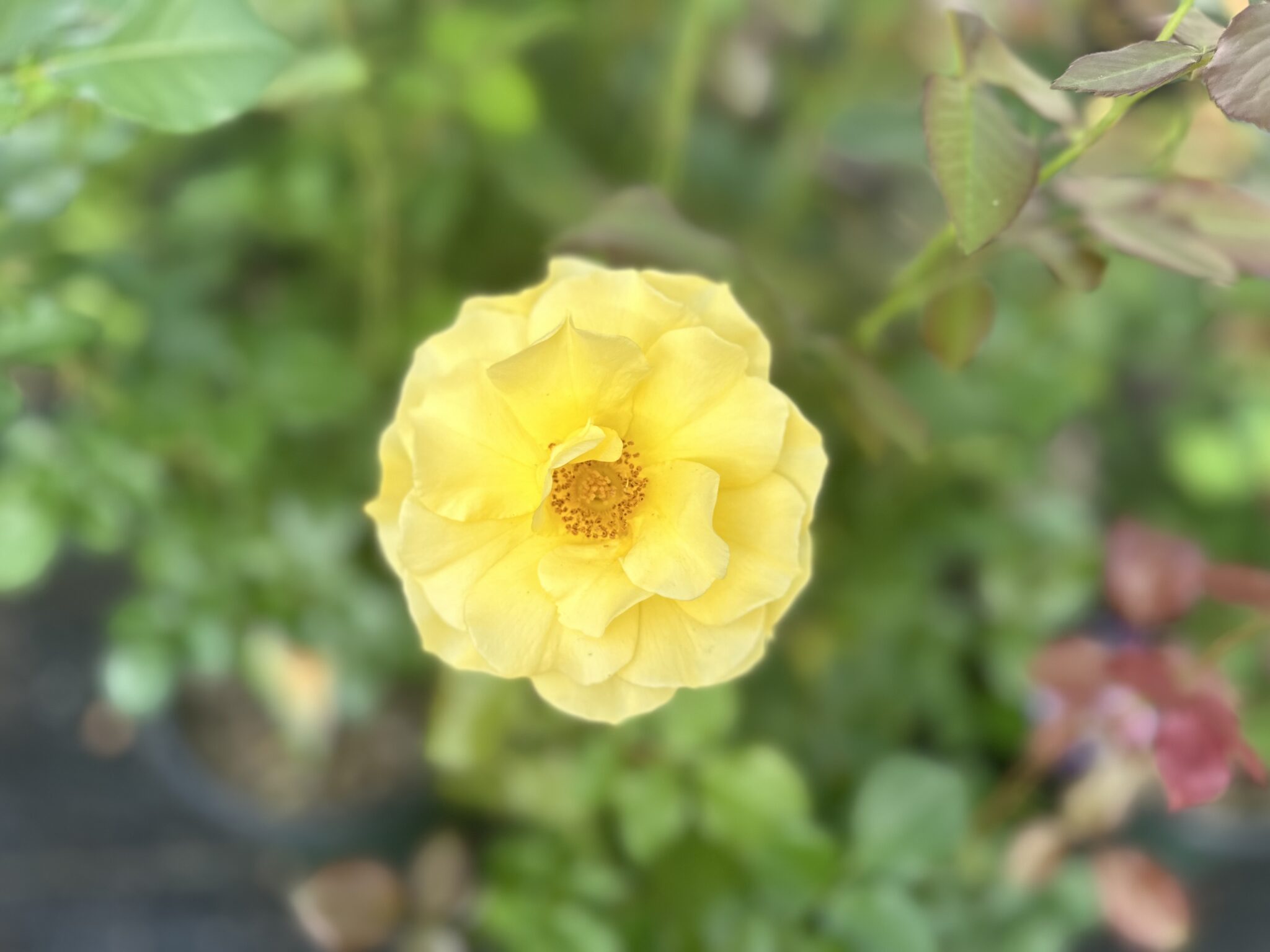 HOME - The Flower Bin