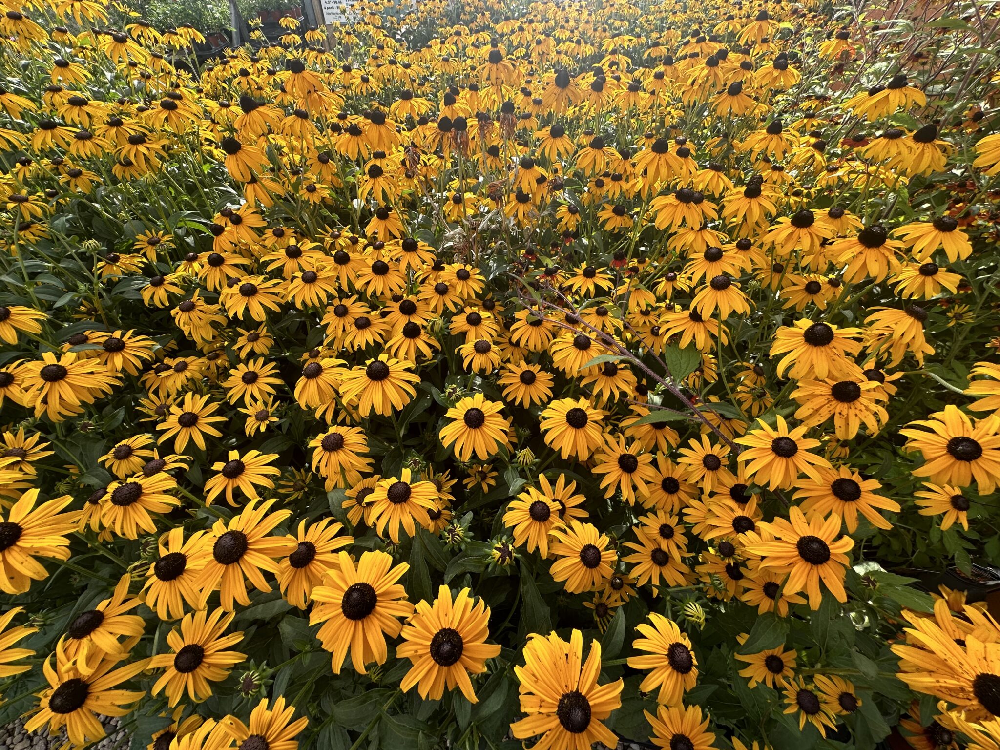 HOME - The Flower Bin